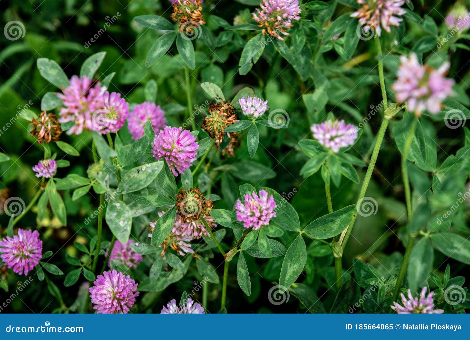 Red Clover Growing in Field Stock Image - Image of background, plant ...
