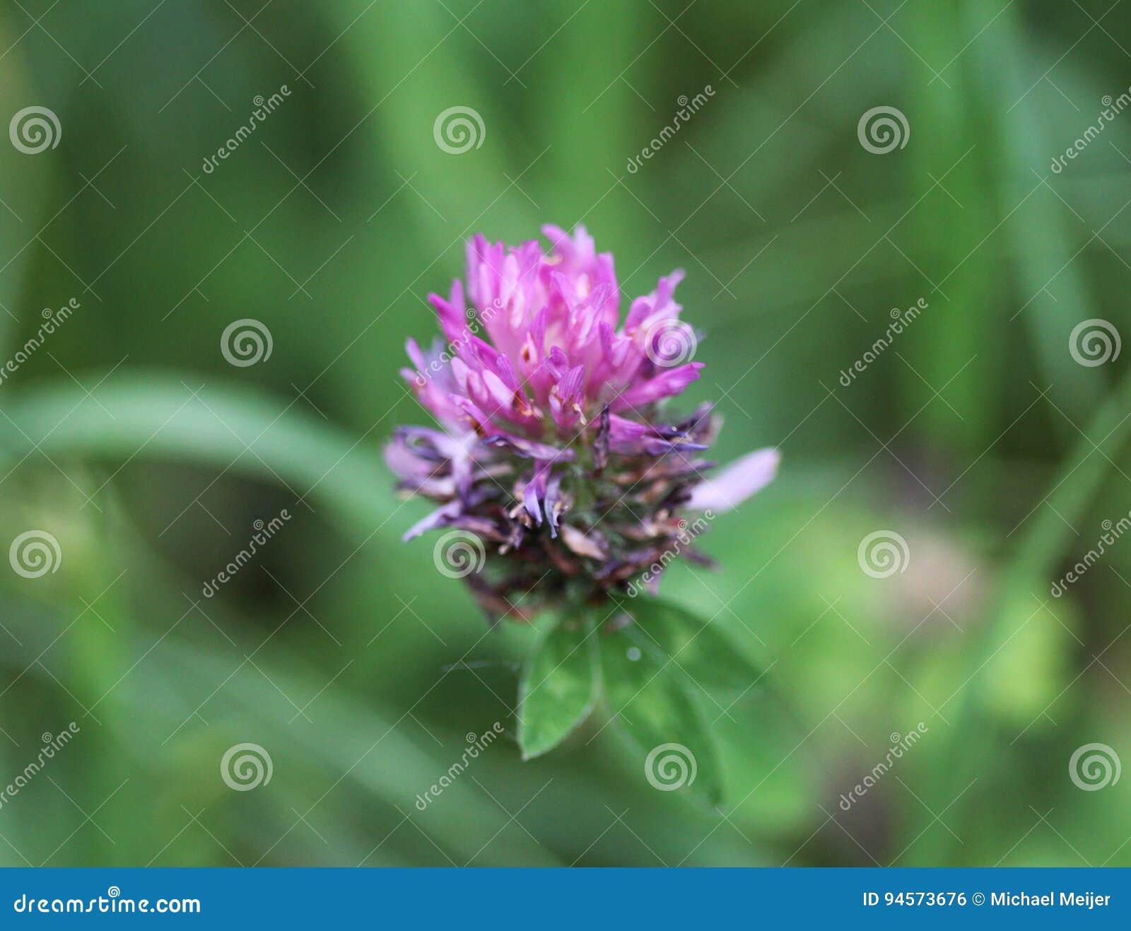 Red clover stock photo. Image of clover, pink, plants - 94573676