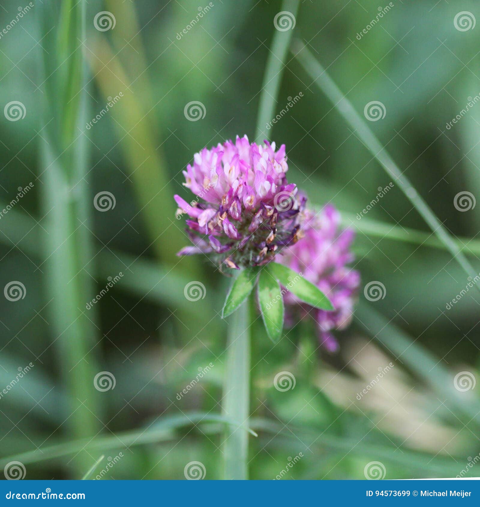 Red clover stock image. Image of close, closeup, clover - 94573699