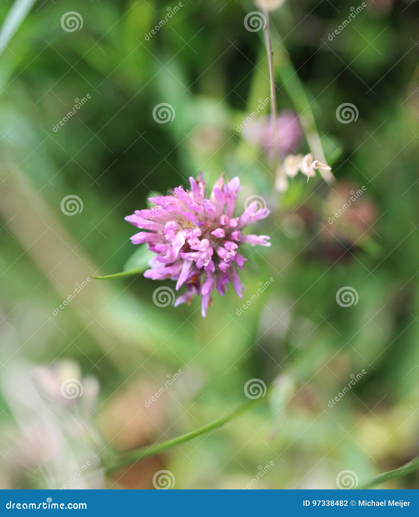 Red clover stock photo. Image of nature, flora, bloom - 97338482