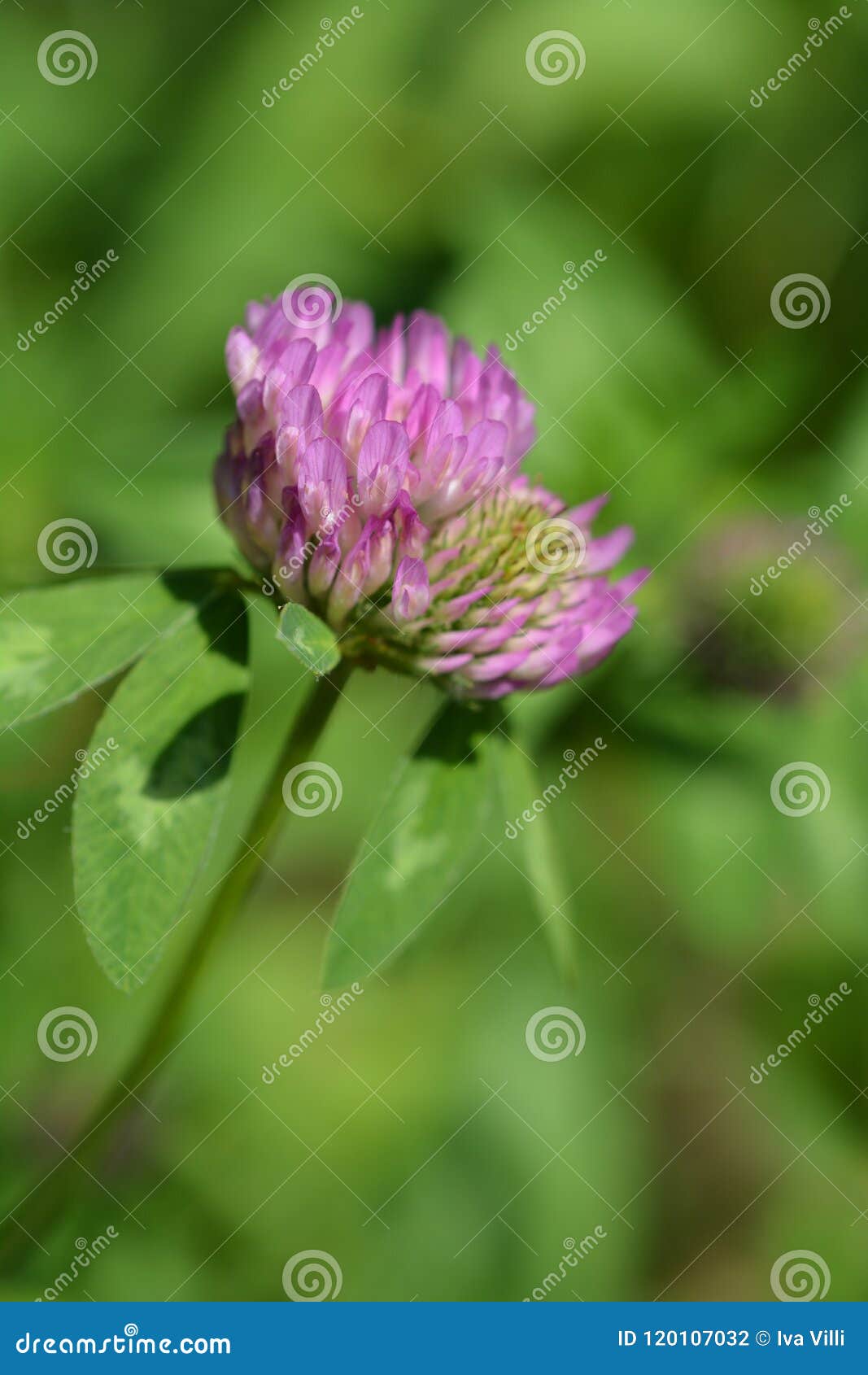 Red clover stock photo. Image of plant, clover, close - 120107032