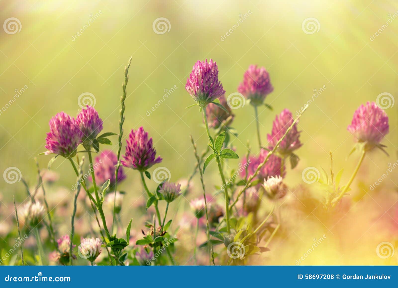Red Clover in Meadow Lit by Sunlight Stock Photo - Image of leaf ...