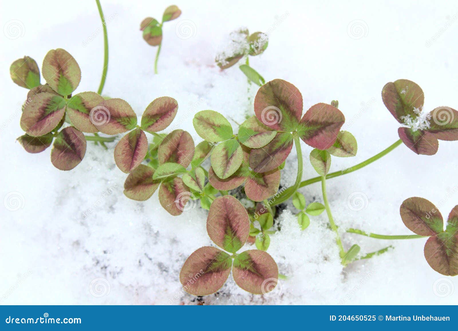 Red clover in the snow stock image. Image of redclover - 204650525
