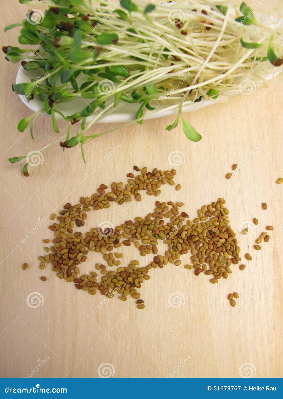 Red Clover Sprouts and Seeds Stock Image - Image of shoots, food: 51679767