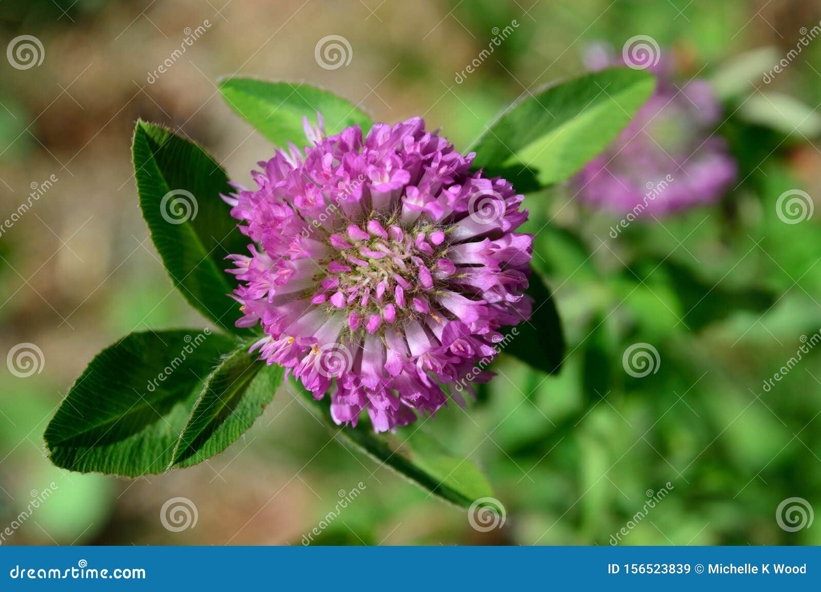 Trifolium Species Clover Cotton-looking Fruits With Hairs And Reddish ...