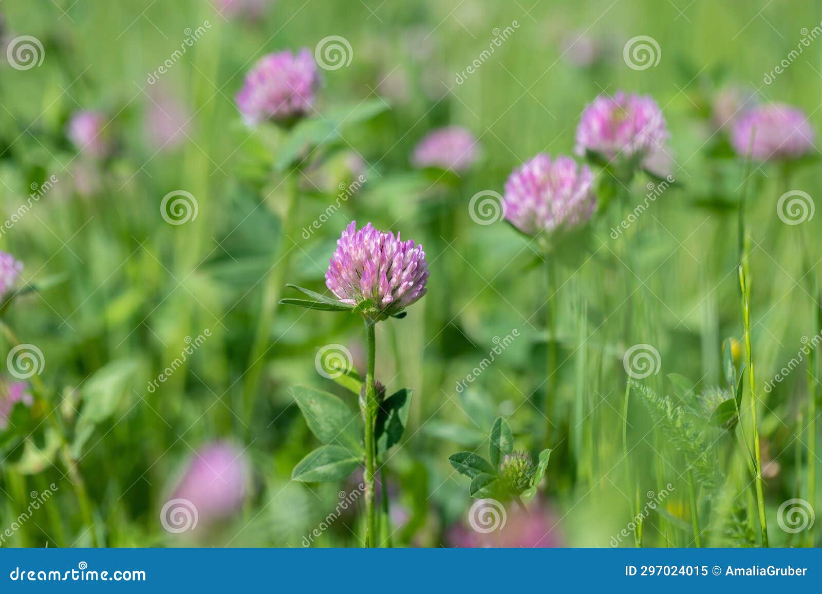 Clover (Genus Trifolium) on a Forage Meadow. Stock Image - Image of ...