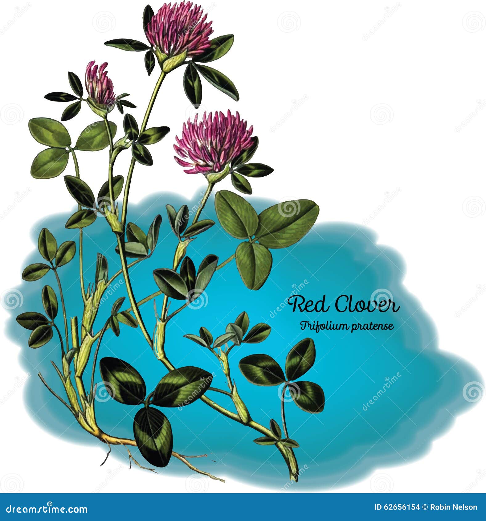 Red Clover stock vector. Illustration of 19th, educational - 62656154