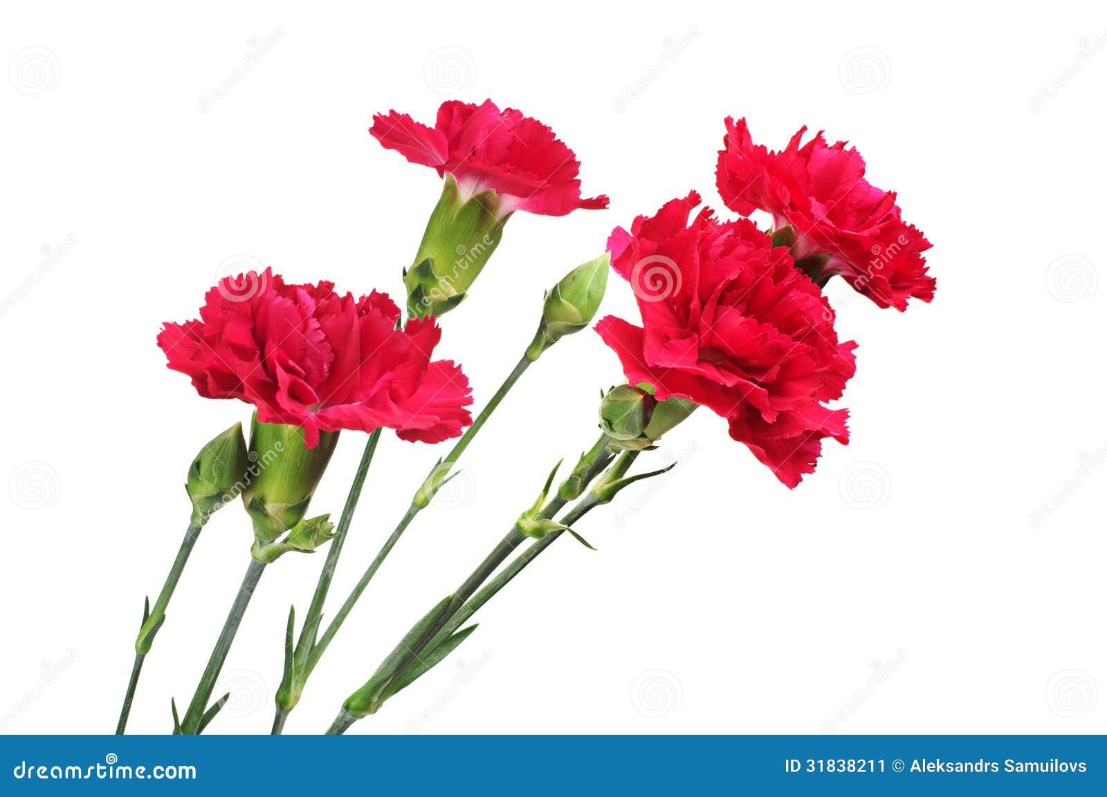 Cloves Flower Buds Of Syzygium Aromaticum. Clipping Paths, Sha Stock ...