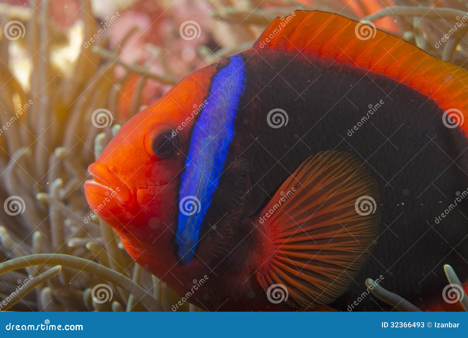 Red Clown fish stock image. Image of beauty, crystal - 32366493