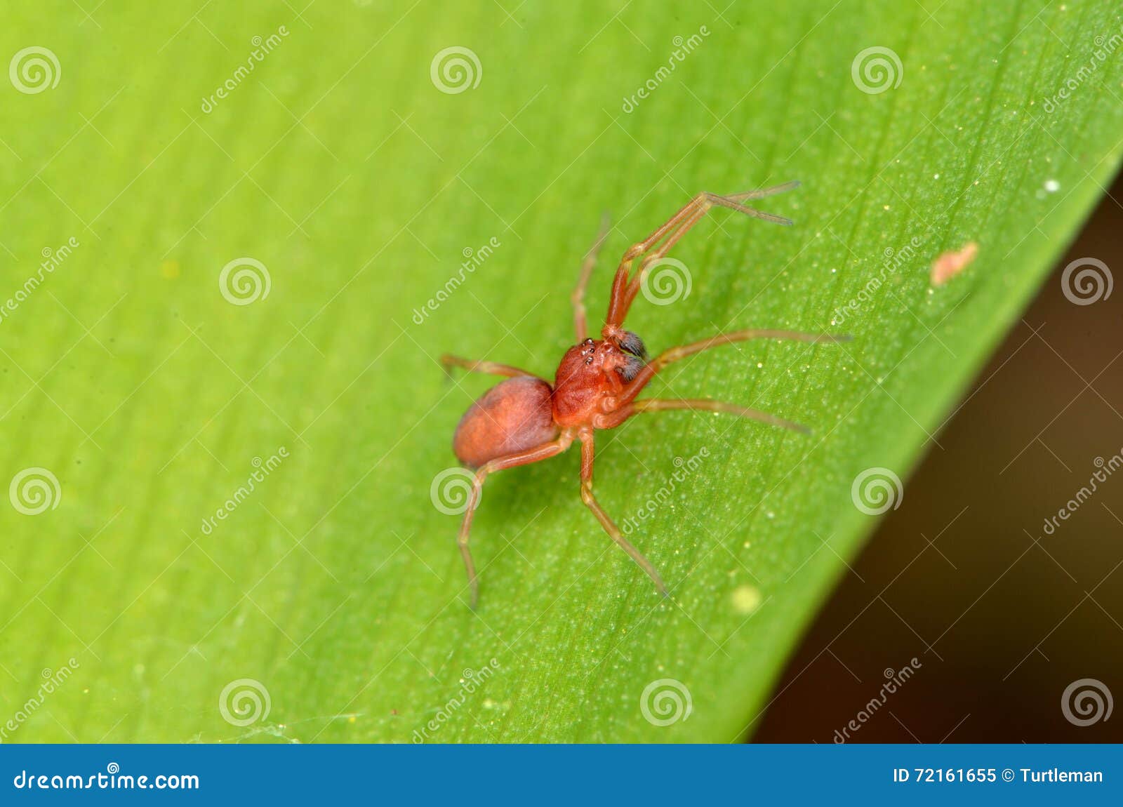 Red Clubiona spider stock image. Image of diversity, invertebrate ...