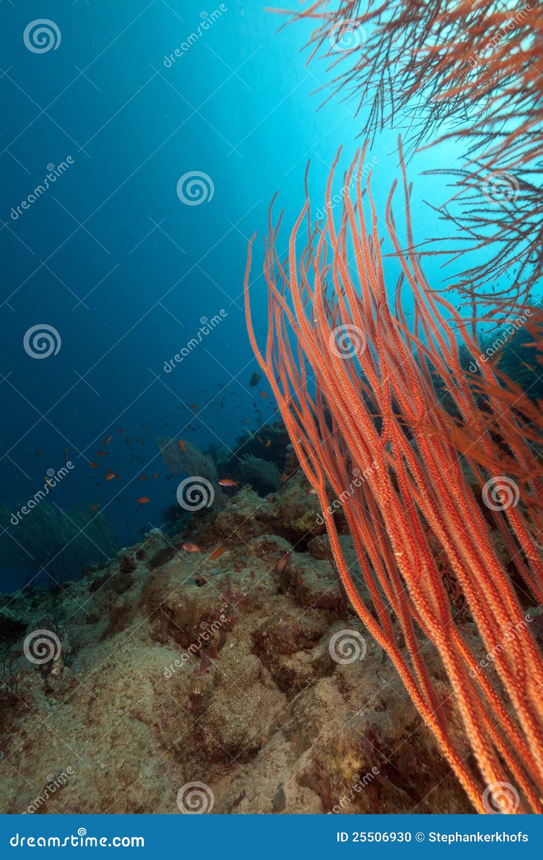 Red Cluster Whip in the Red Sea. Stock Photo - Image of coral, marine ...