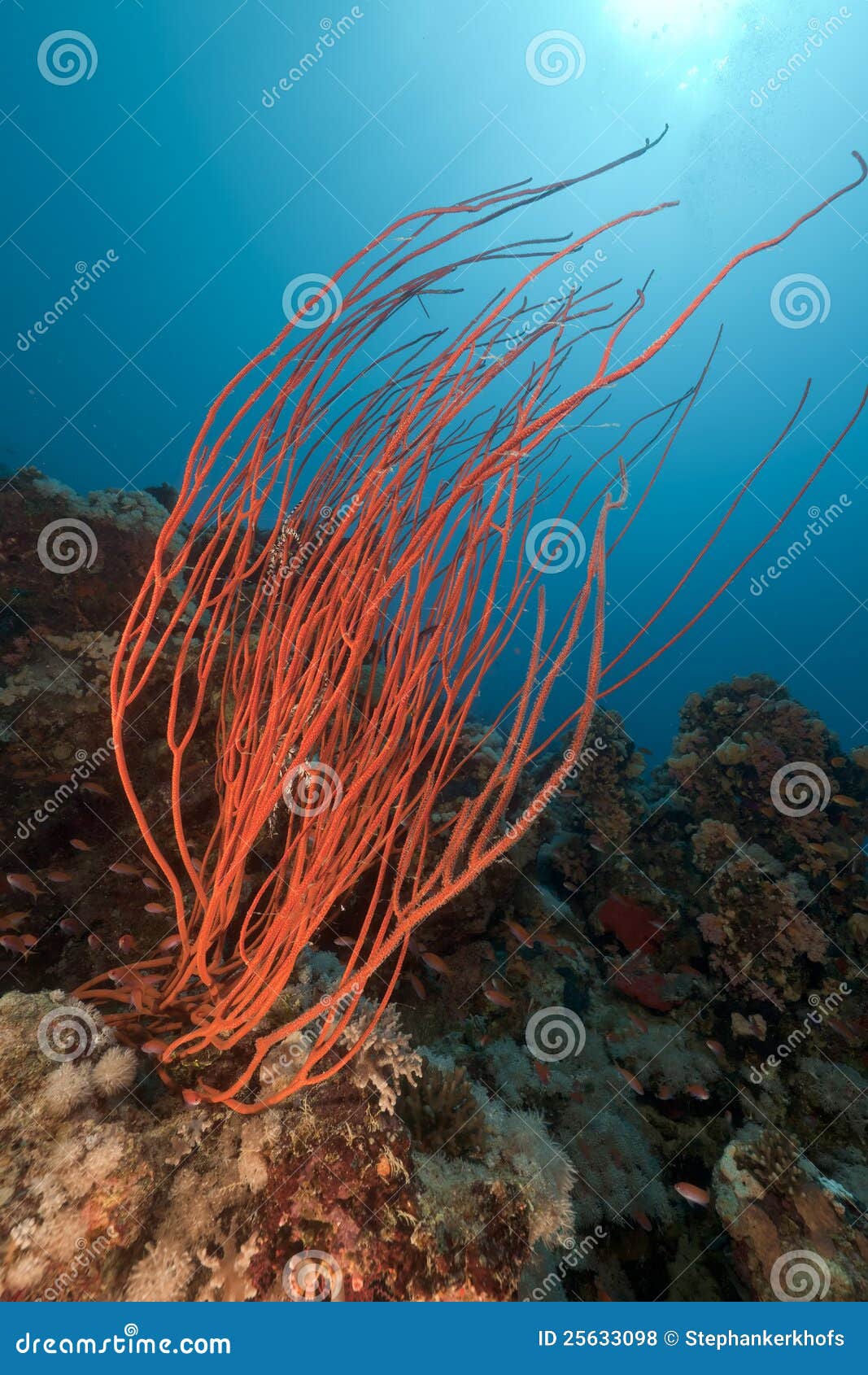 Red Cluster Whip and Tropical Reef in the Red Sea. Stock Photo - Image ...