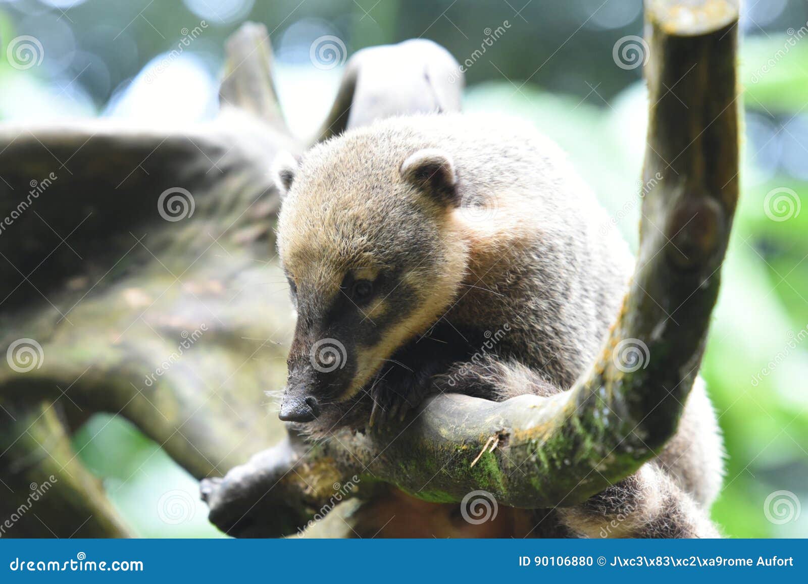 Red coati stock photo. Image of park, tree, coati, tail - 90106880