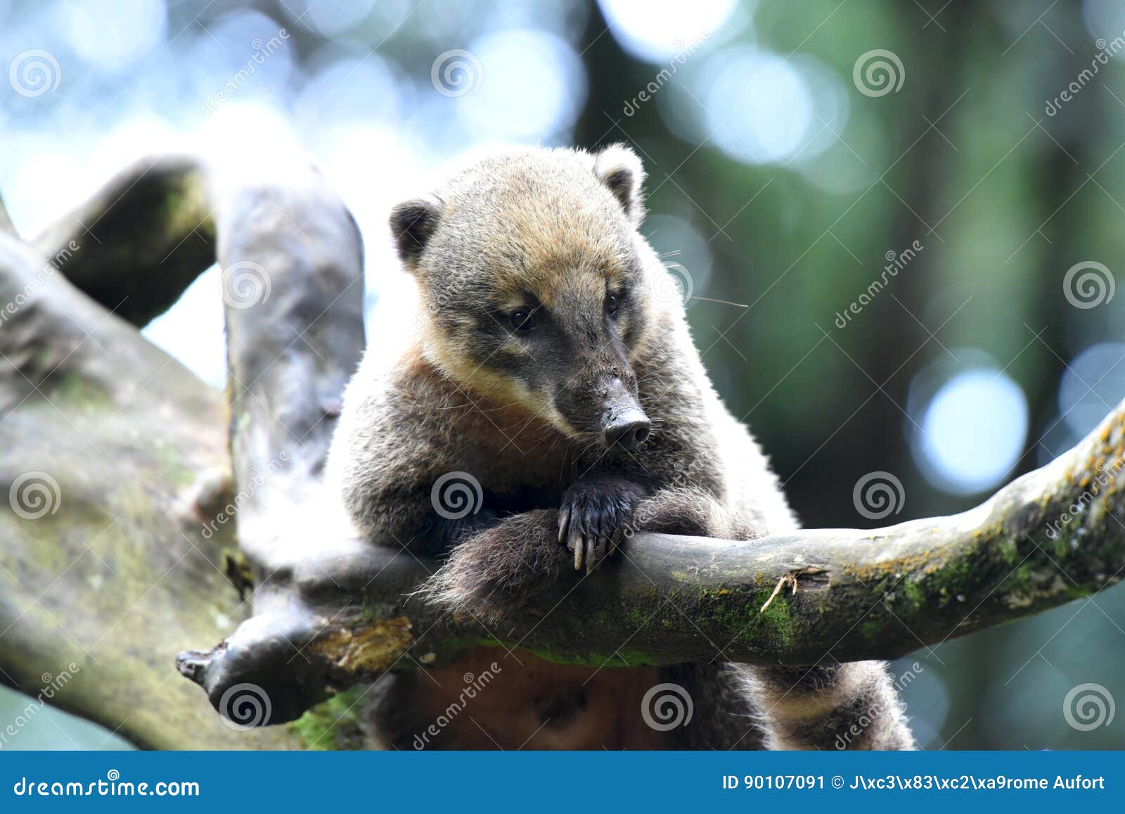 Red coati stock image. Image of forest, portrait, animal - 90107091