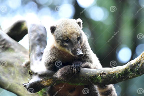 Red coati stock image. Image of forest, portrait, animal - 90107091