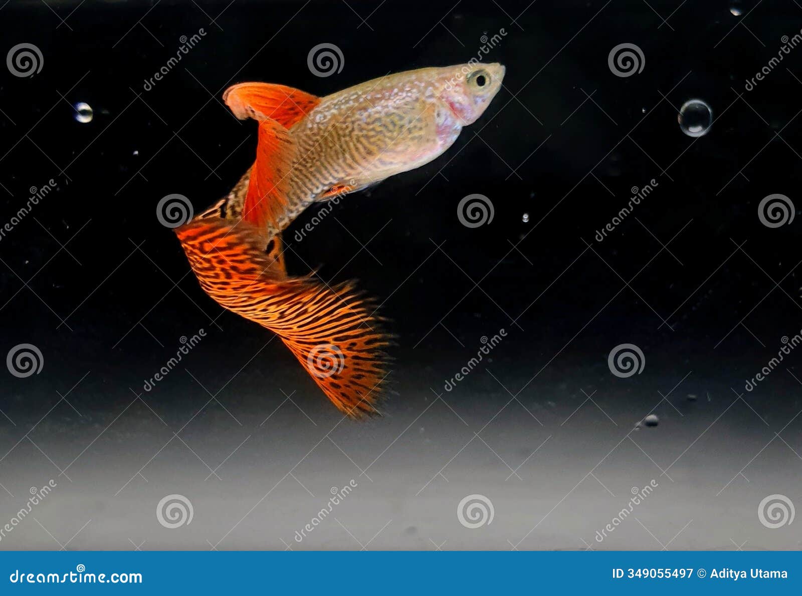 Red Cobra Guppies are the Type of Fish that I Keep Stock Image - Image ...