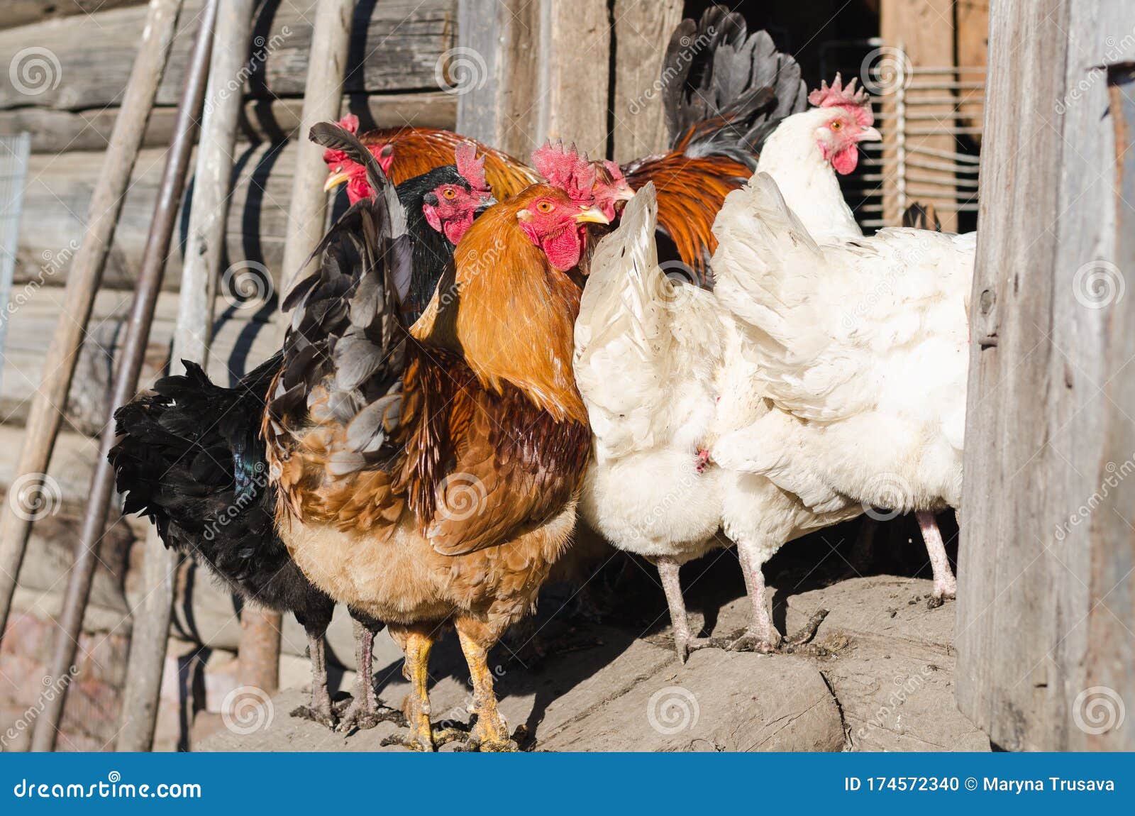 Red and Colored Hens in the Aviary in the Bright Spring Sun Stock Photo ...