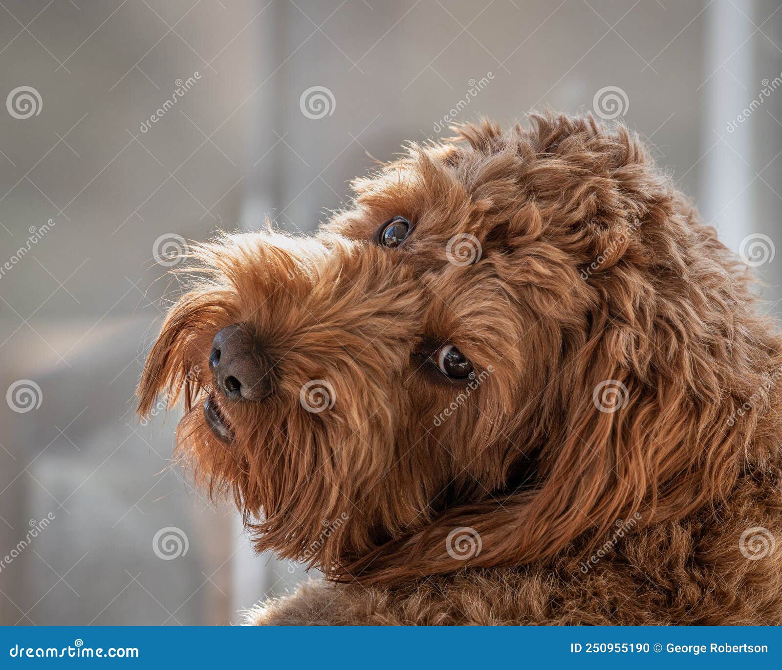 Cockapoo Looking Back To His Owner Stock Photo - Image of young, breed ...
