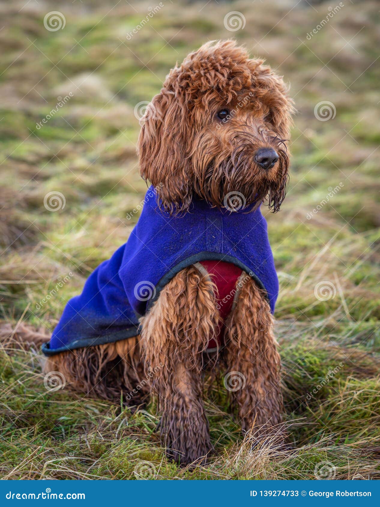 Red Cockapoo Puppy Sitting Outdoors Stock Image - Image of adventure ...