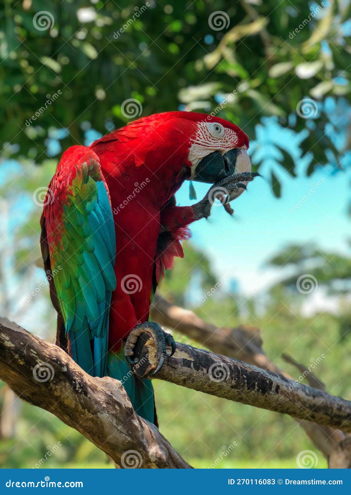 Red Cockatoo stock image. Image of tree, cockatoo, relaxing - 270116083