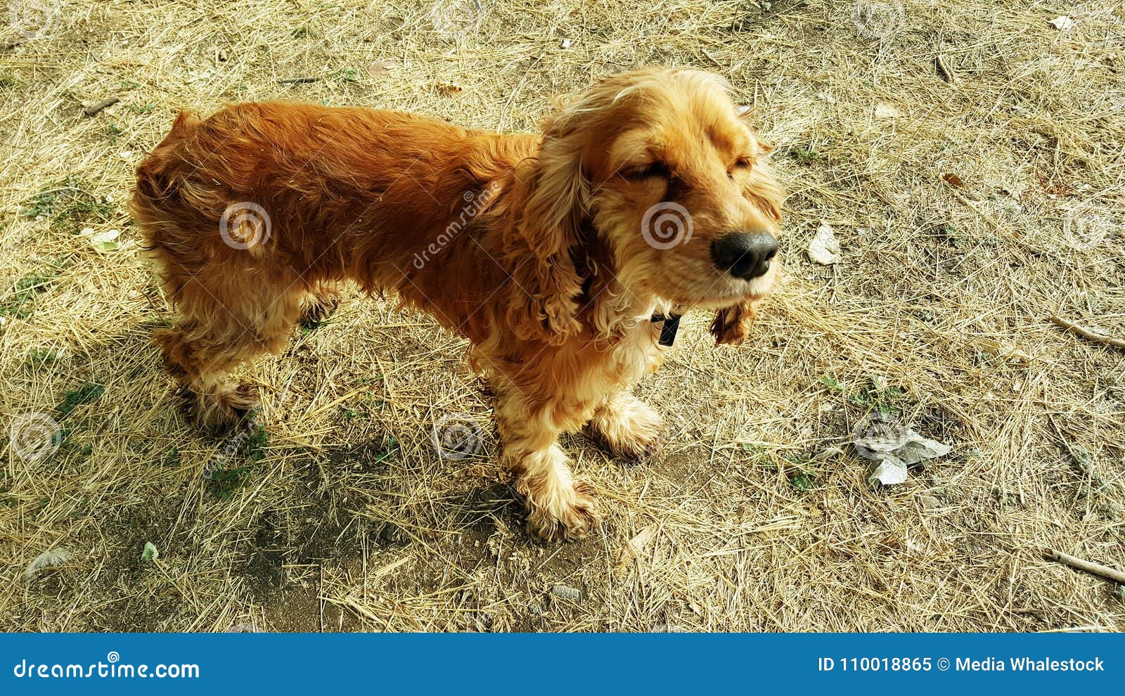 Red Cocker Spaniel on the Grass. Red Spaniel Outdoors Stock Image ...