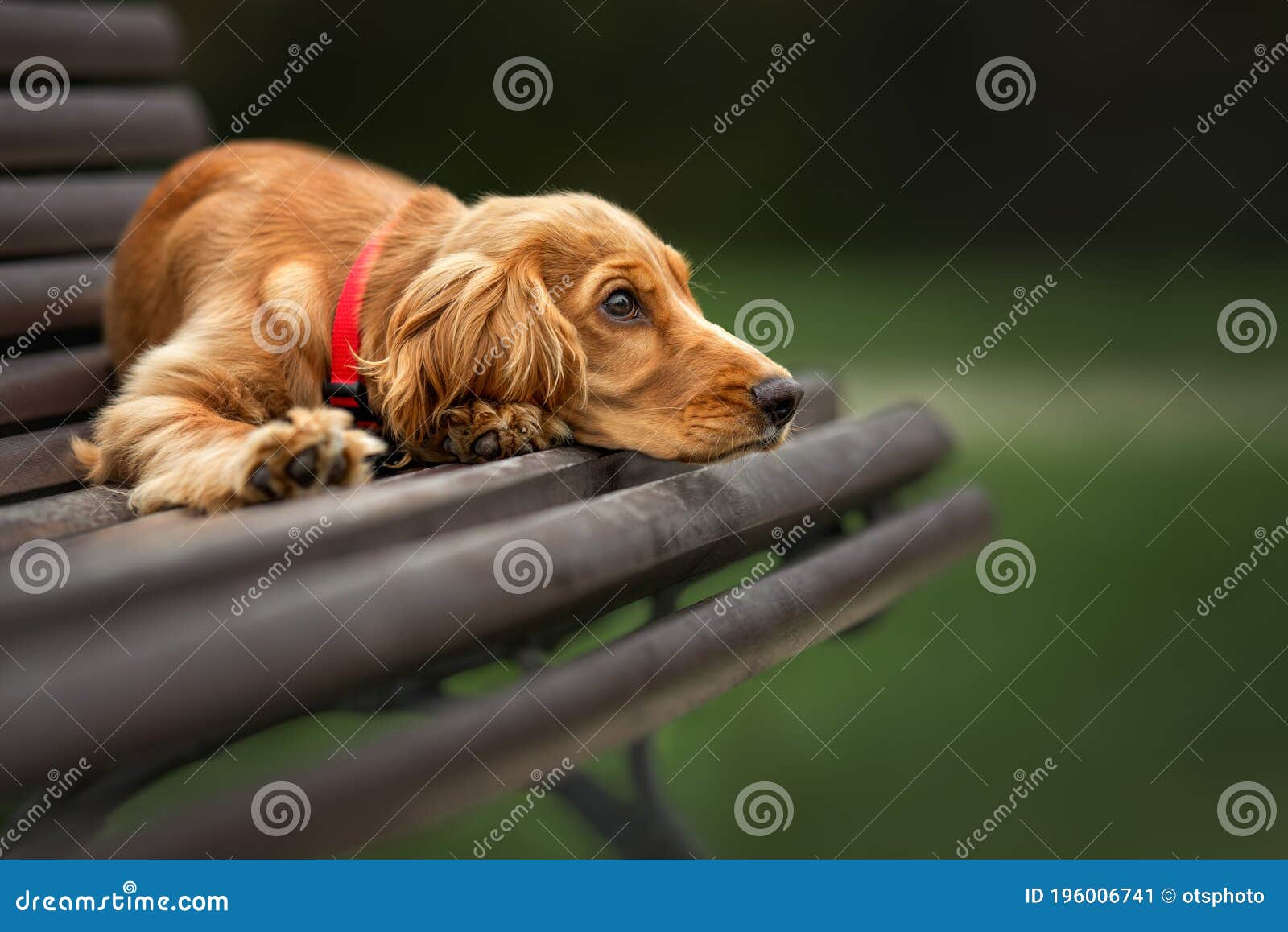 Red Cocker Spaniel Puppy Lying on a Bench in the Park Stock Image ...
