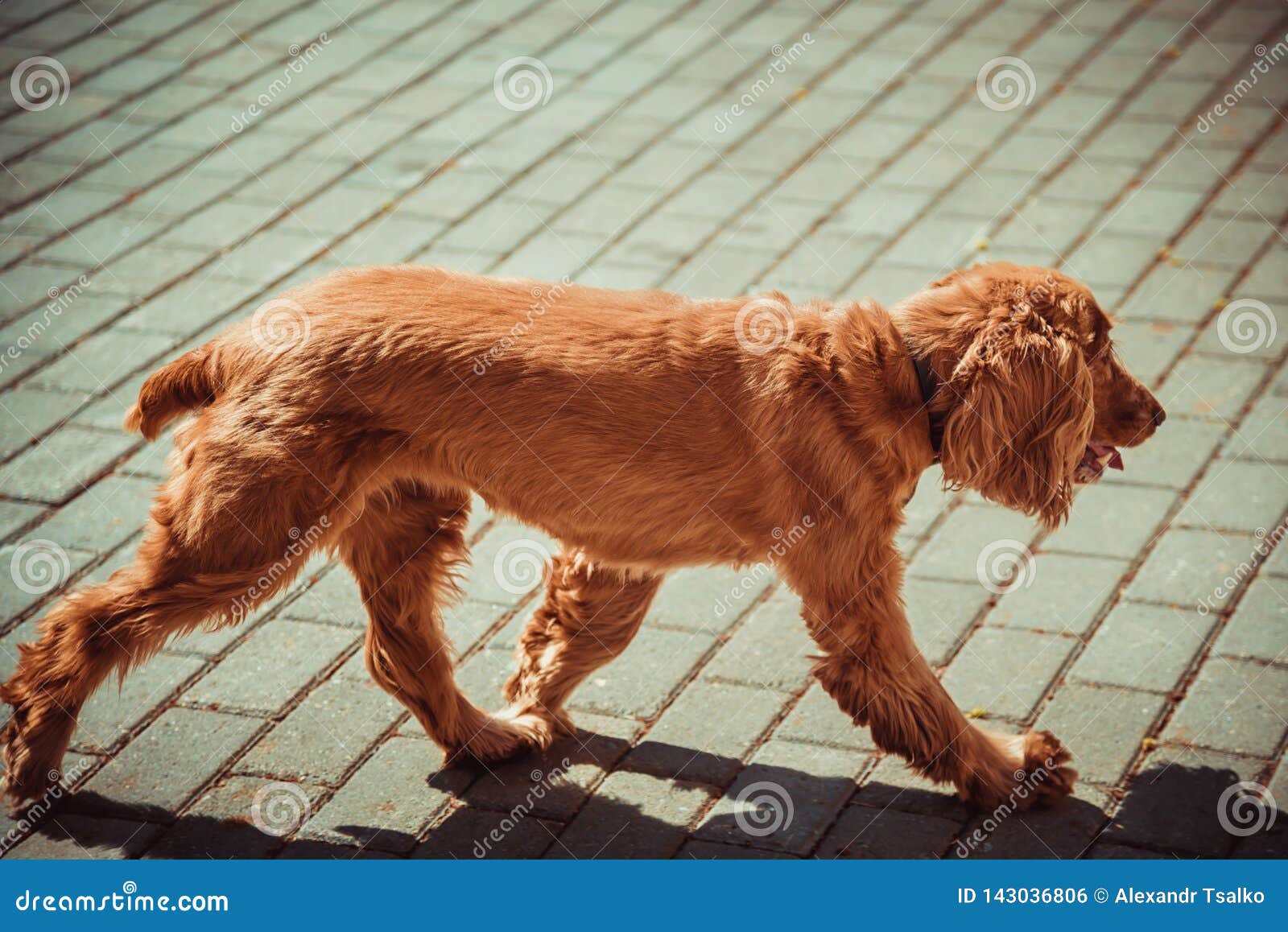 Beautiful Cocker Spaniel Walking on the Pavement in Summer Stock Photo ...