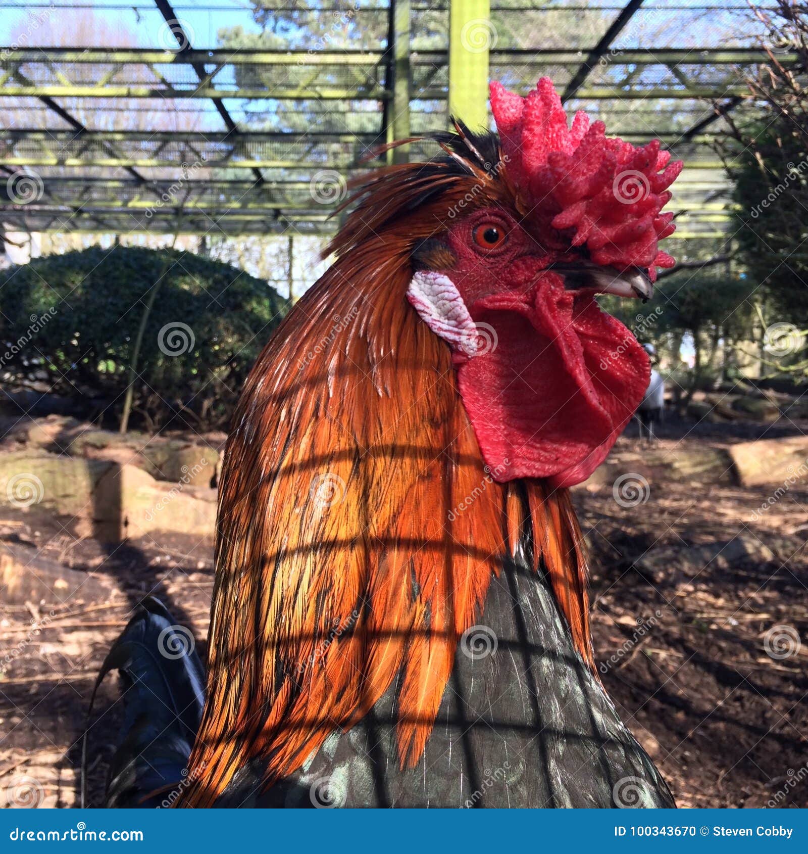 Red Cockerel in an Aviary stock photo. Image of cage - 100343670
