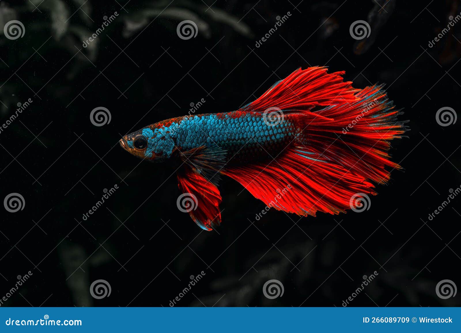 Red Cockerel Fish Swimming in Water Stock Image - Image of moss ...