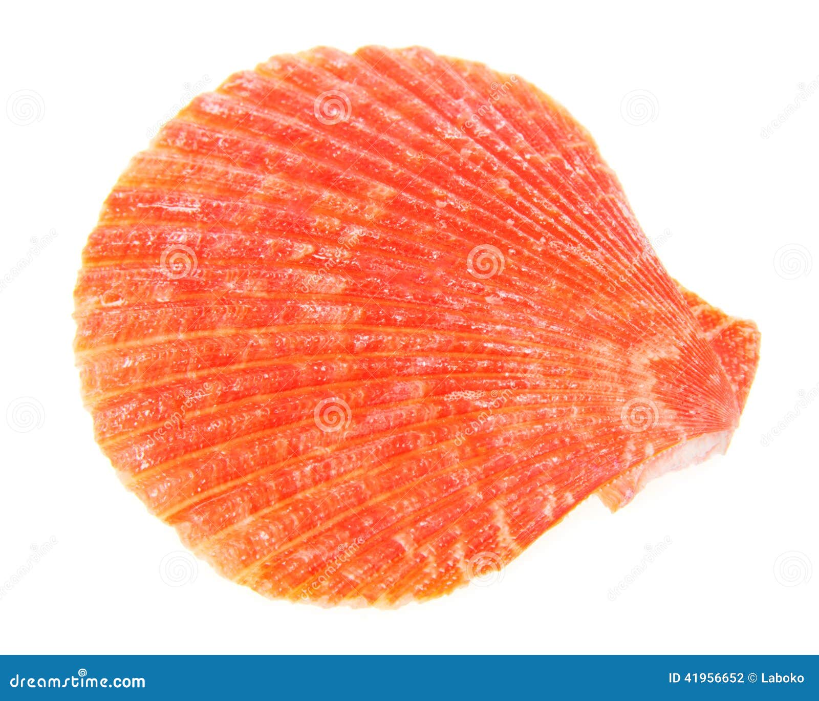 Red cockleshells stock photo. Image of isolated, empty - 41956652