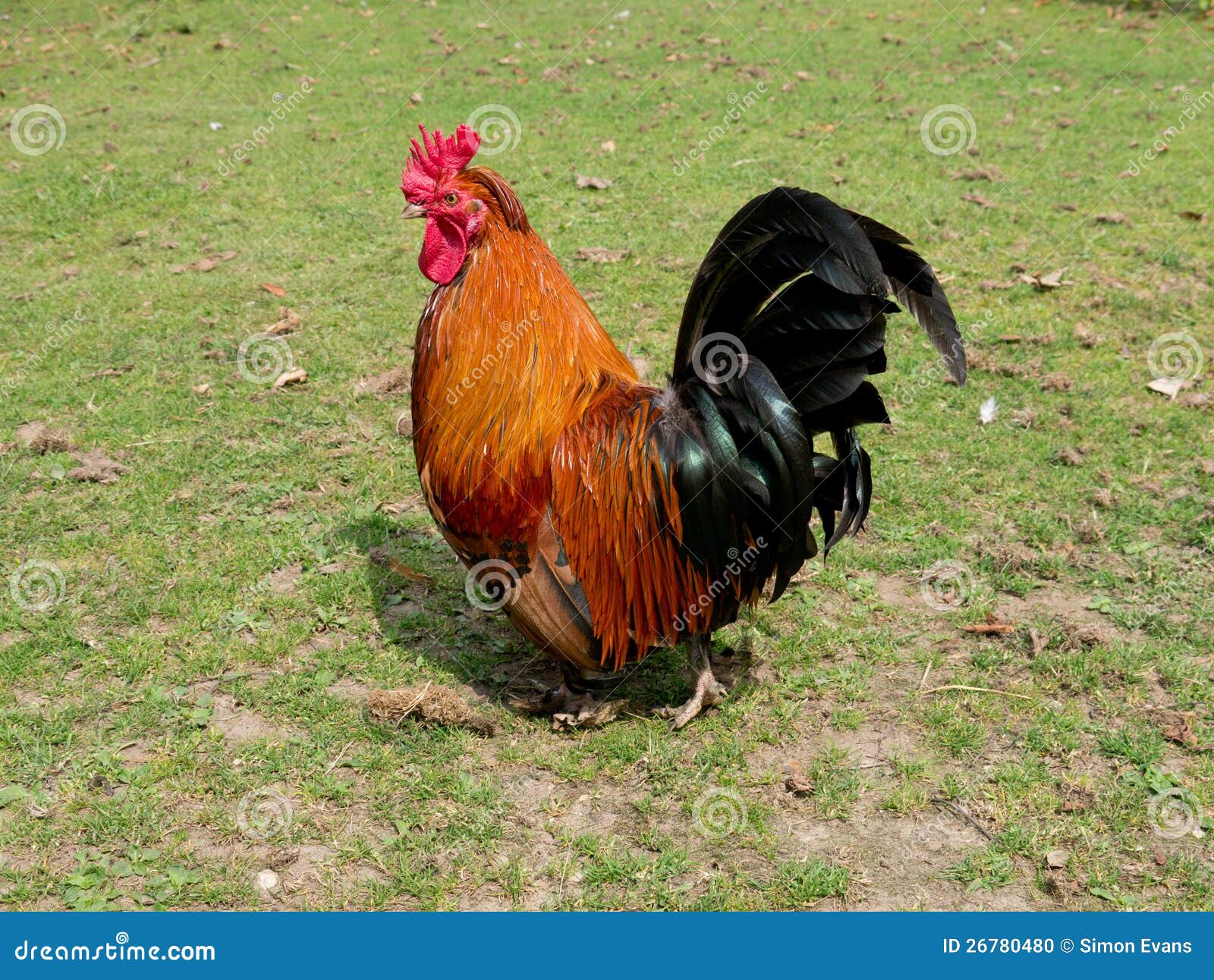 Red Cockrel in a field stock photo. Image of cockrel - 26780480