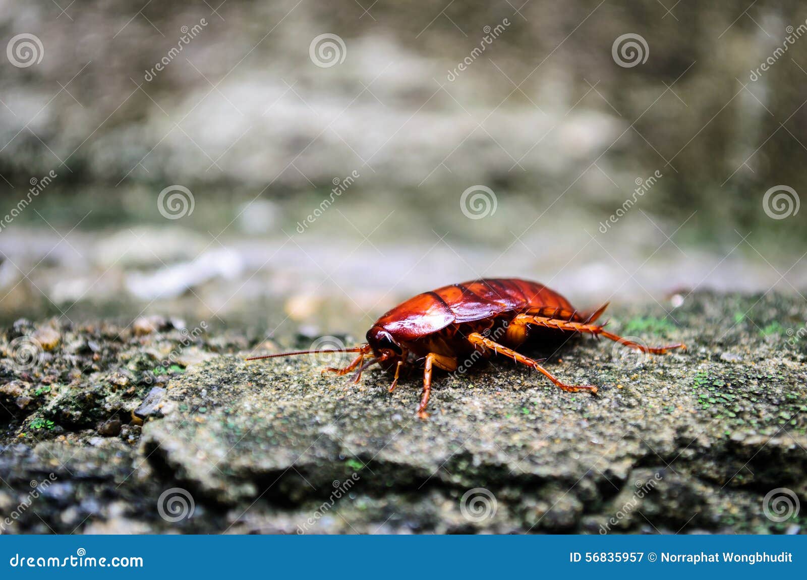 Red Cockroach stock image. Image of close, cockroaches - 56835957