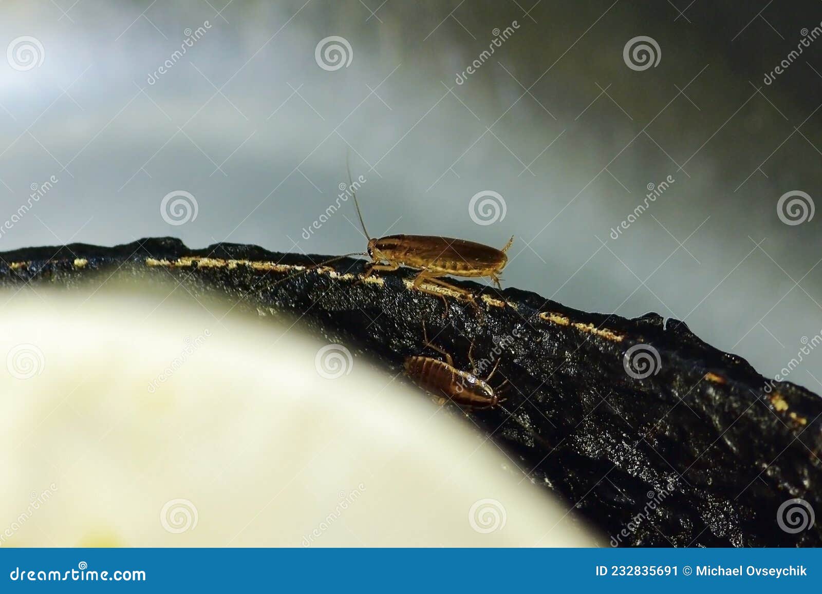 Red Cockroach - Prusak, German Cockroach Stock Image - Image of african ...