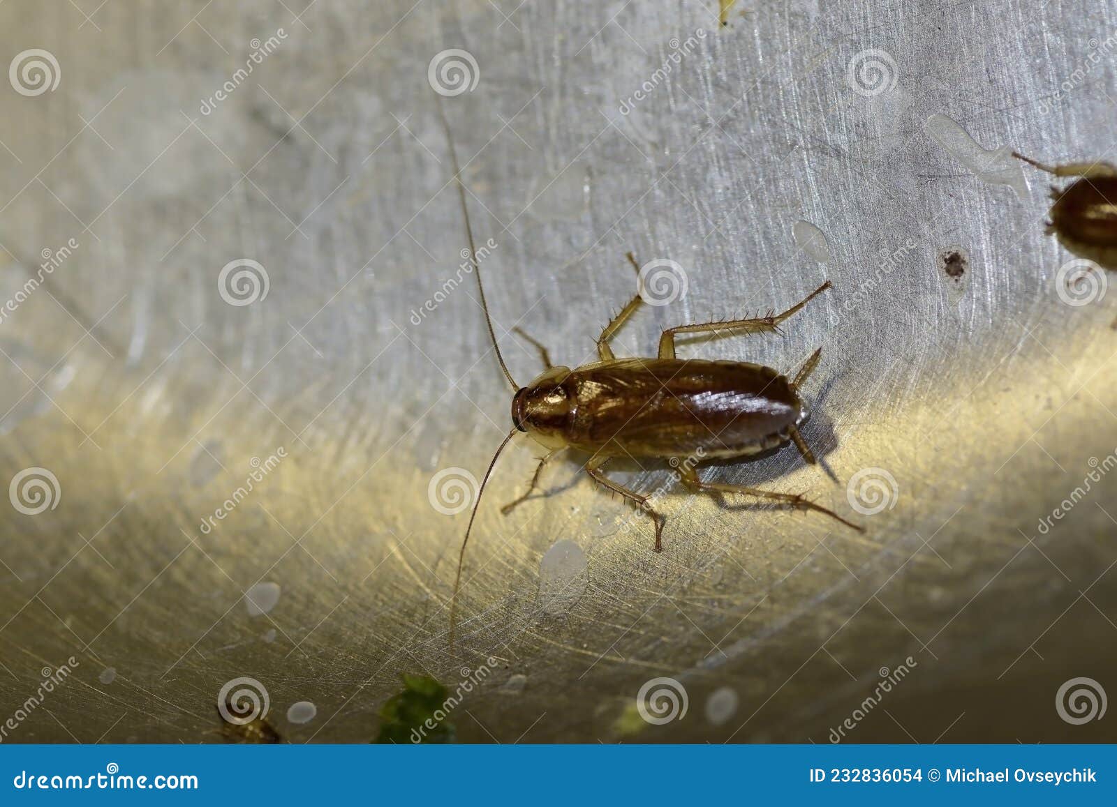 Cockroach. Prusak Pregnant. Harmful Insect Prusak. Homemade Red ...