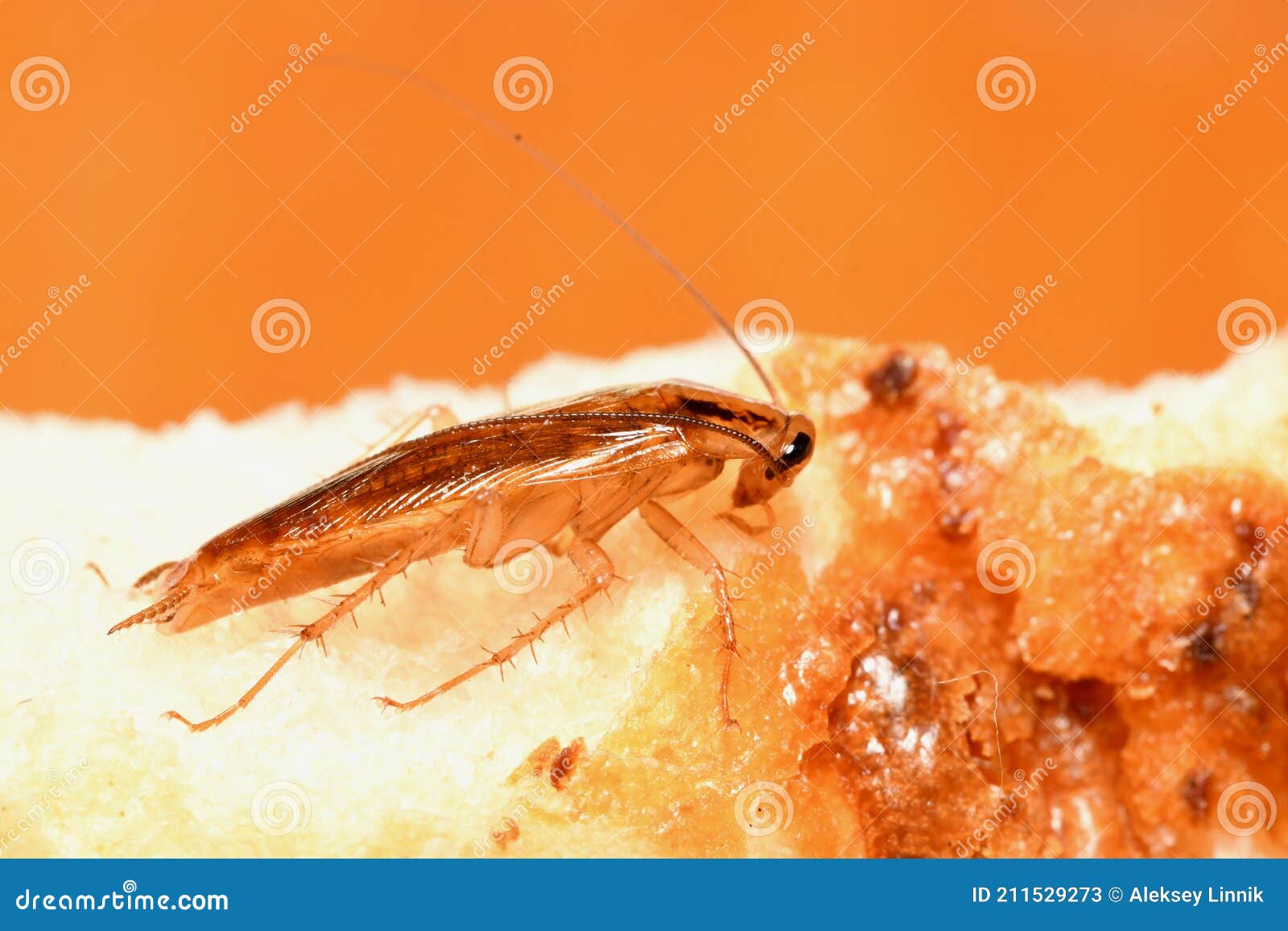 Red cockroach prusak stock image. Image of insect, close - 211529273