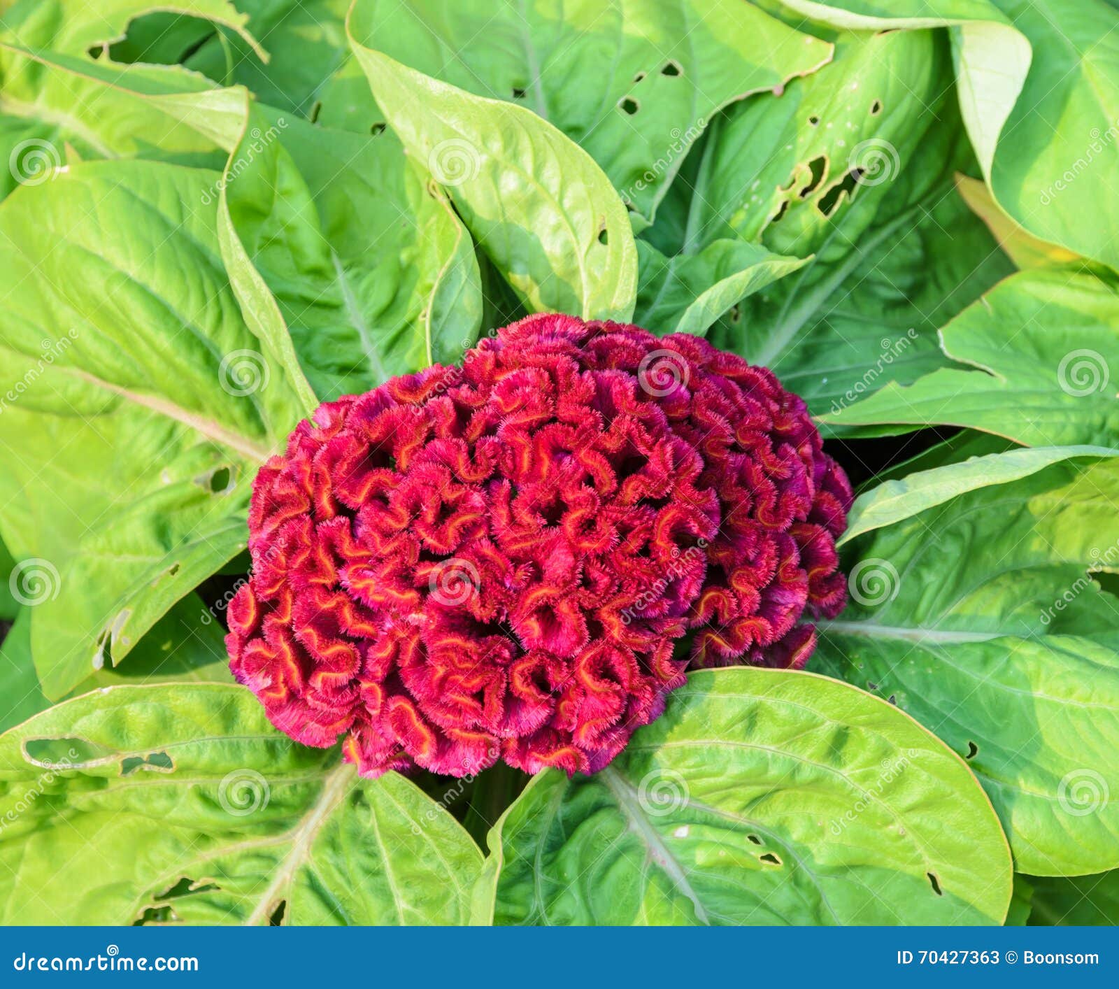 Celosia Cristata, Genus Celosia, Commonly Known As Cockscomb Royalty ...