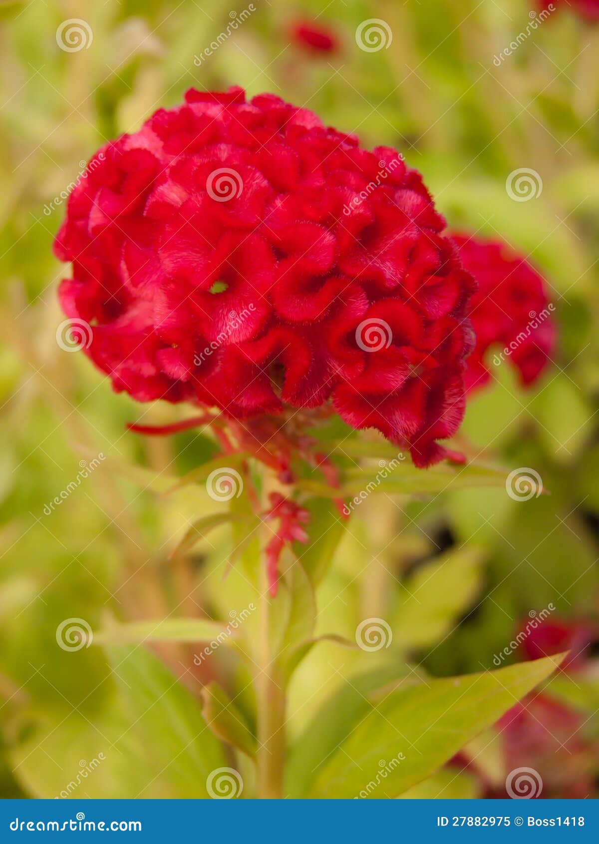 Red cockscomb flower. stock image. Image of natural, fresh - 27882975