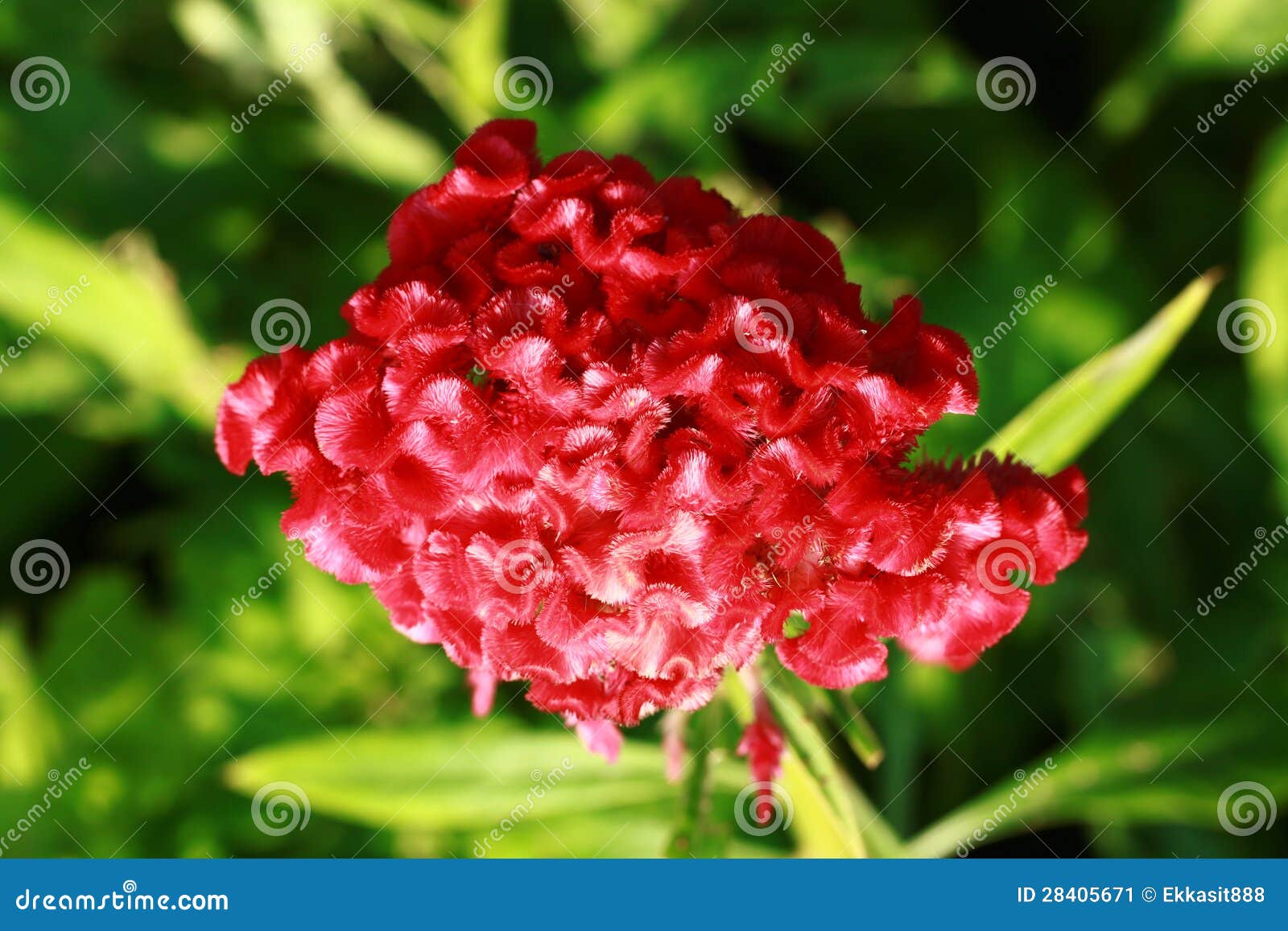 Red Cockscomb flower stock image. Image of floral, nature - 28405671