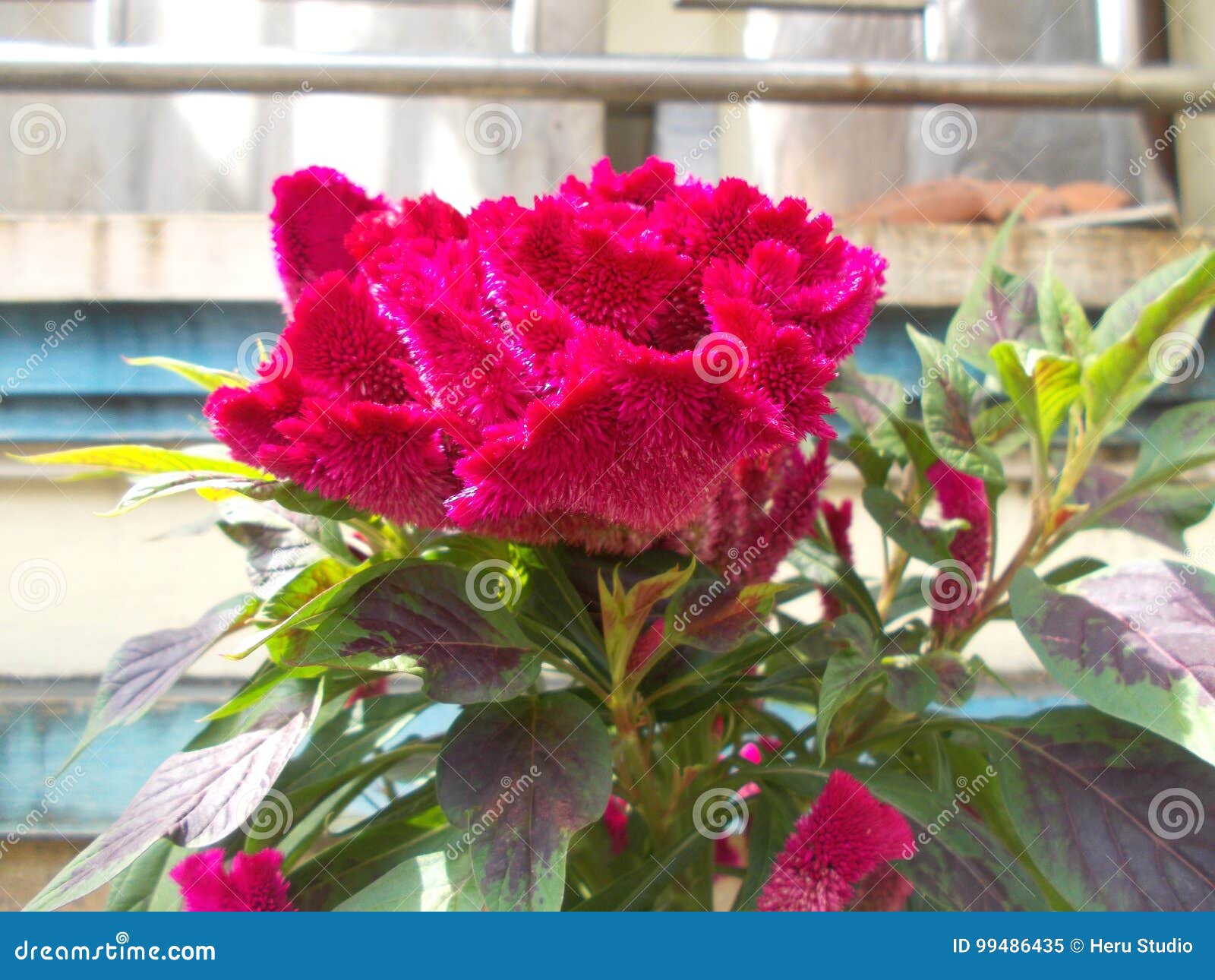 Cockscomb flower 2 stock image. Image of floral, close - 99486435