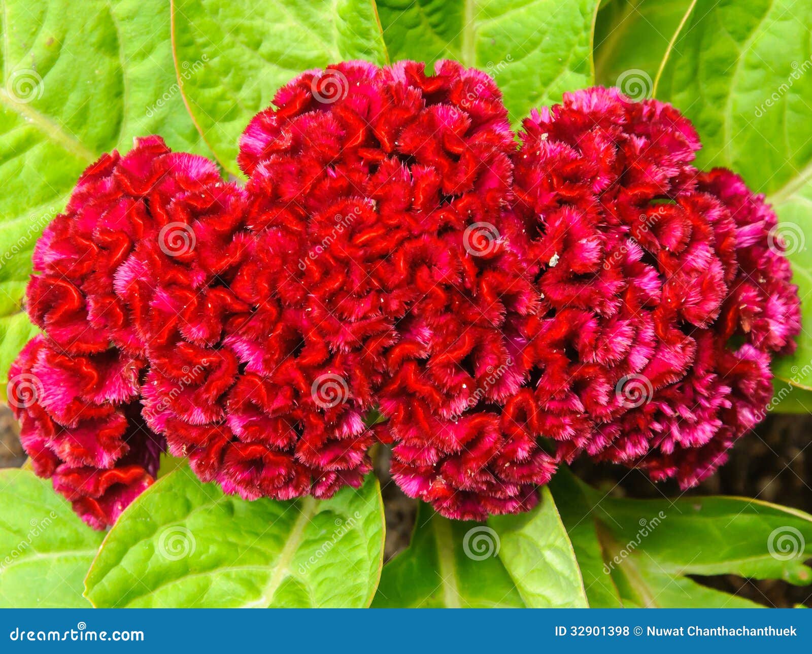 Red Cockscomb Flower Close Up Stock Photo - Image of petals, flora ...