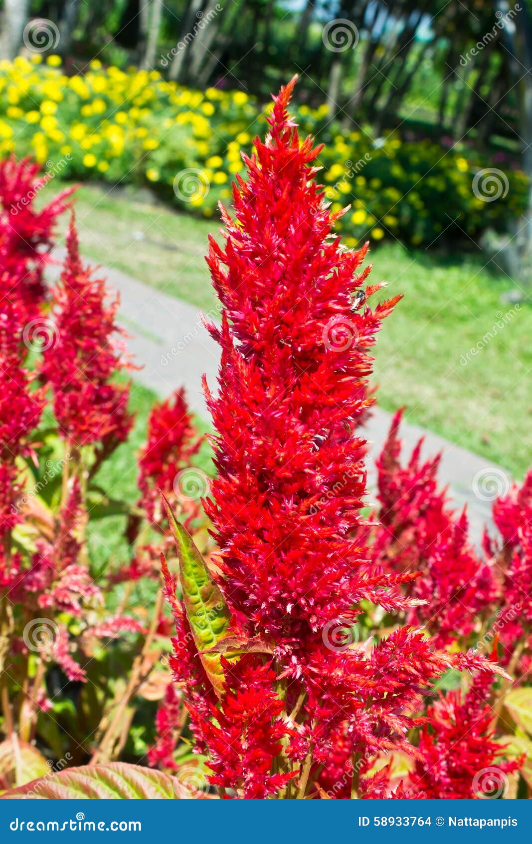 Red Cockscomb Flower stock photo. Image of blossom, floral - 58933764