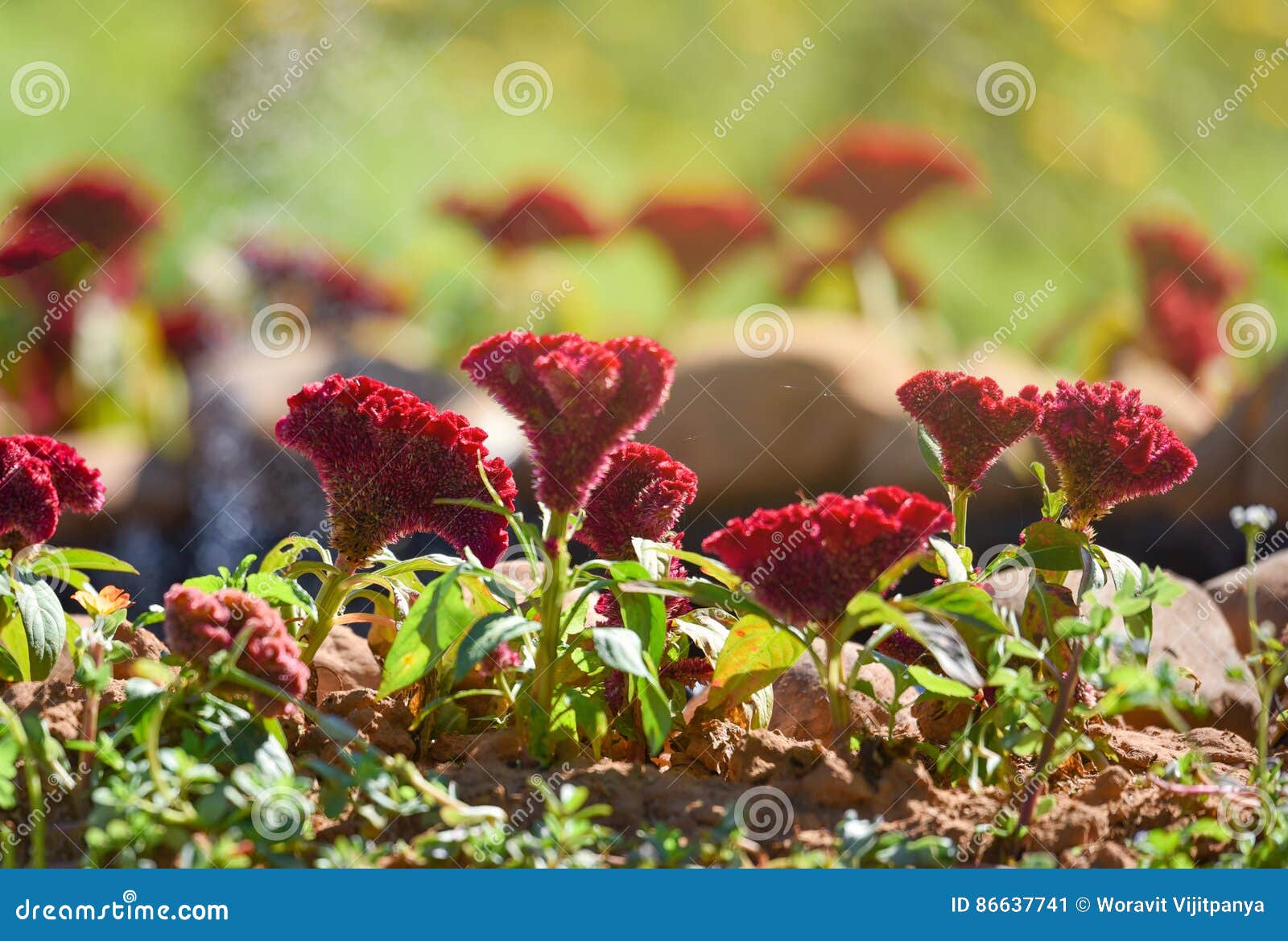 Red cockscomb flower stock image. Image of gift, pink - 86637741