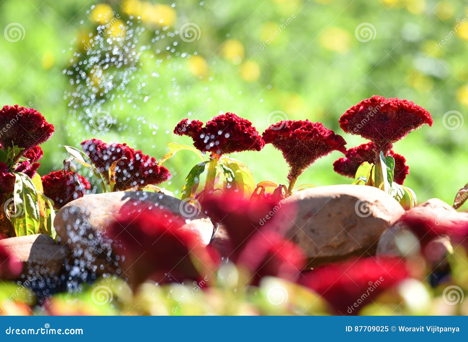 Red cockscomb flower stock image. Image of celosia, purple - 87709025