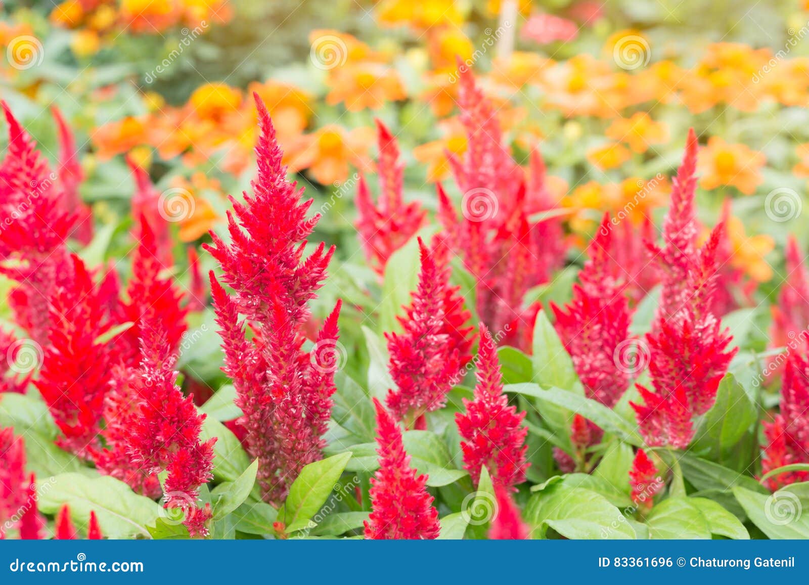 Red cockscomb flower stock photo. Image of pink, flower - 83361696