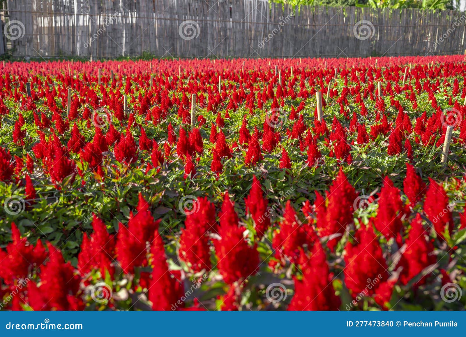 The Red Cockscomb Flower Plant in Garden Stock Photo - Image of season ...