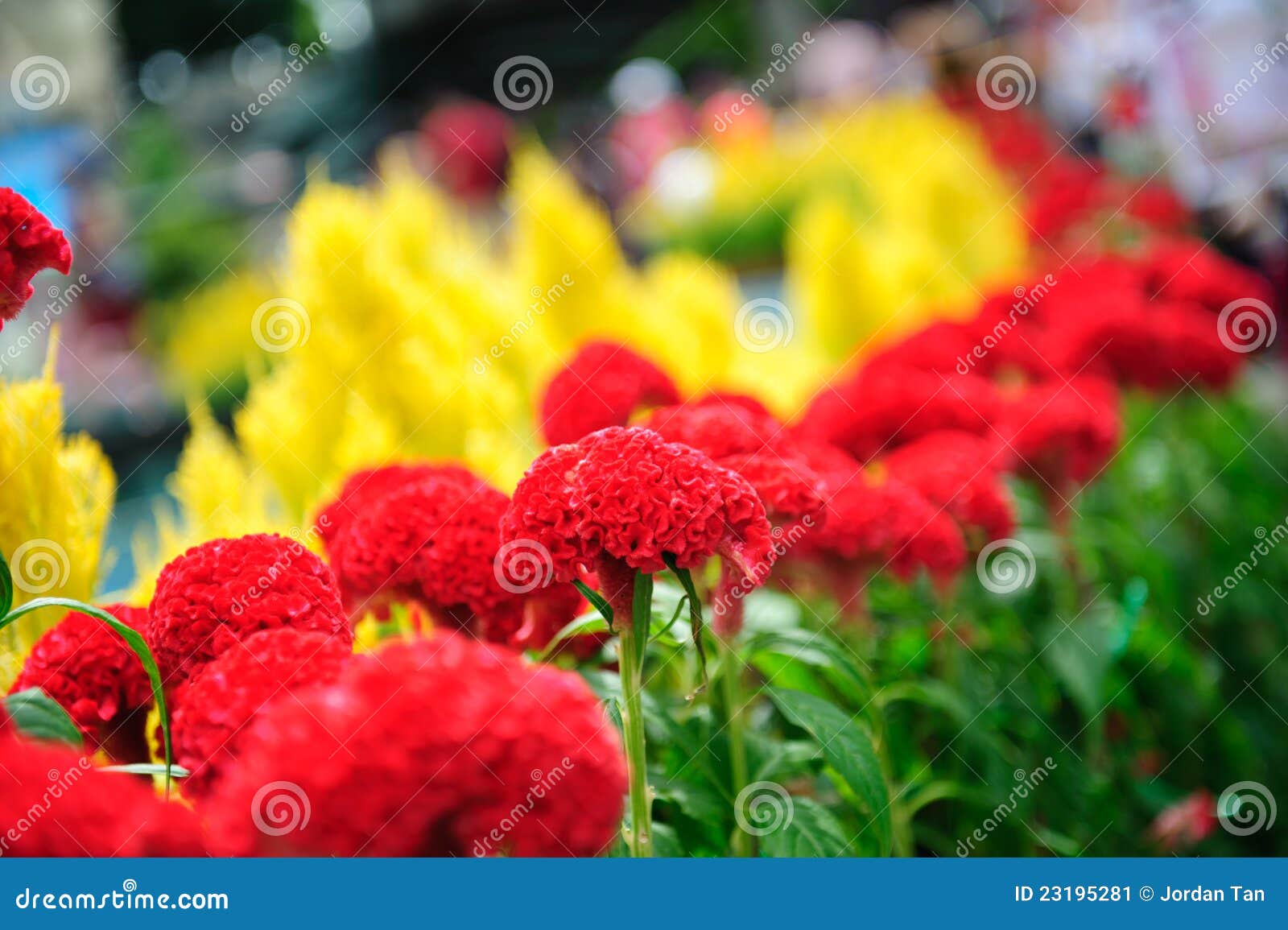 Red cockscomb flowers stock image. Image of botanic, flora - 23195281
