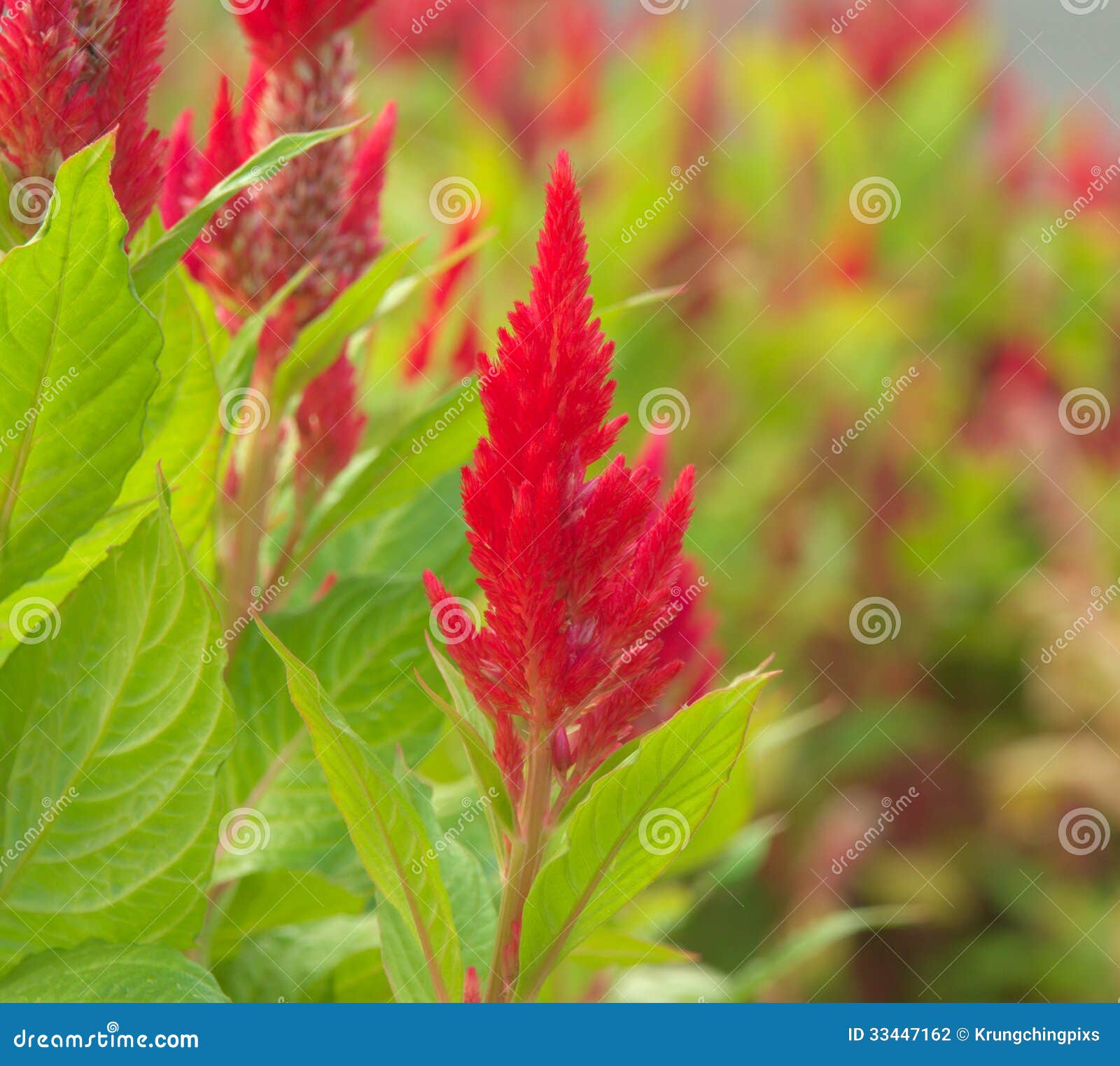 Red Cockscomb flowers stock photo. Image of bloom, gardening - 33447162