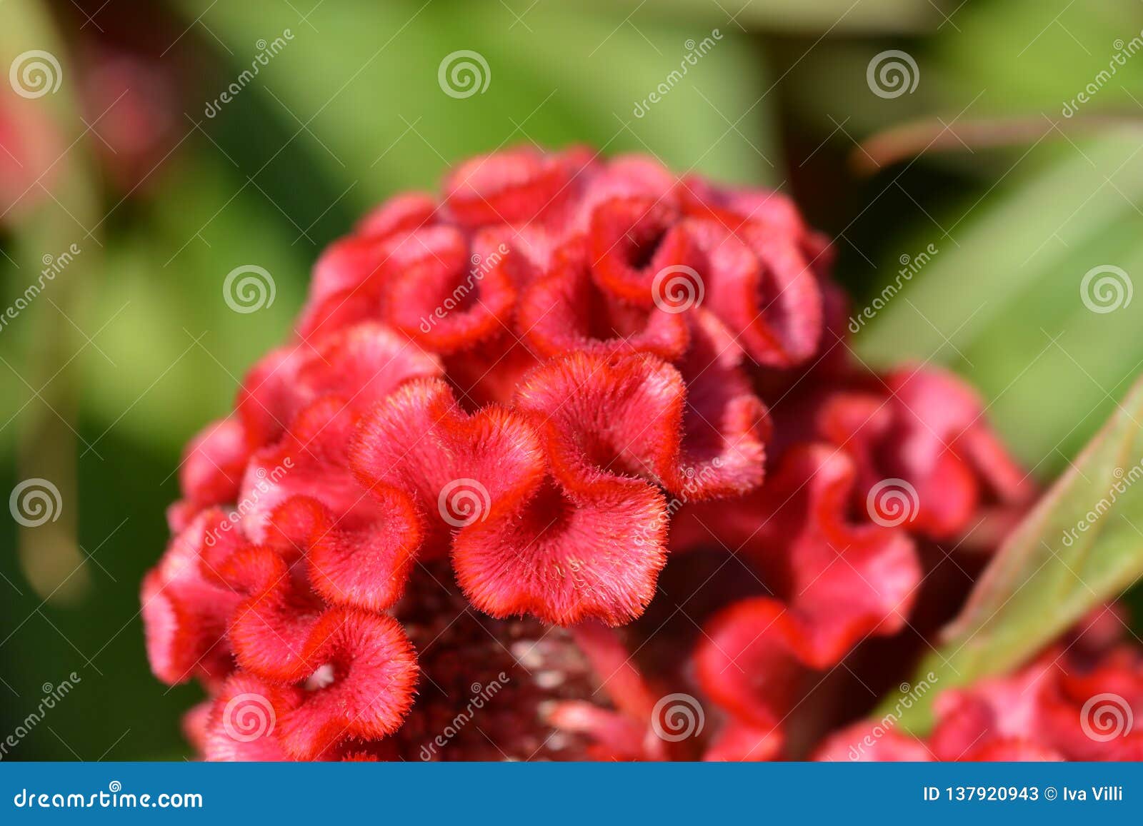 Red cockscomb stock image. Image of outdoors, leaf, flower - 137920943