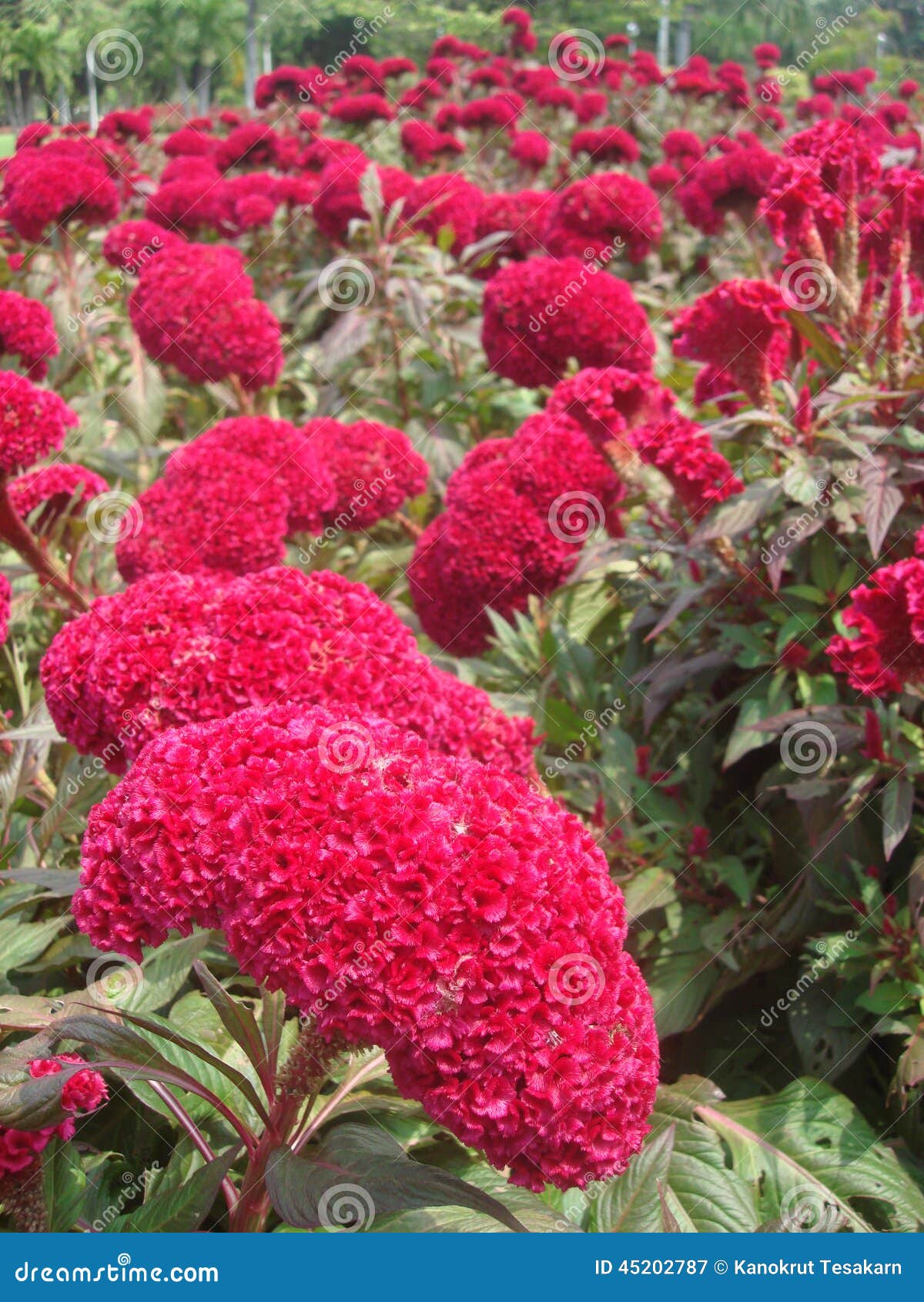Red Cockscomb Line Blooming in the Park Stock Image - Image of flora ...