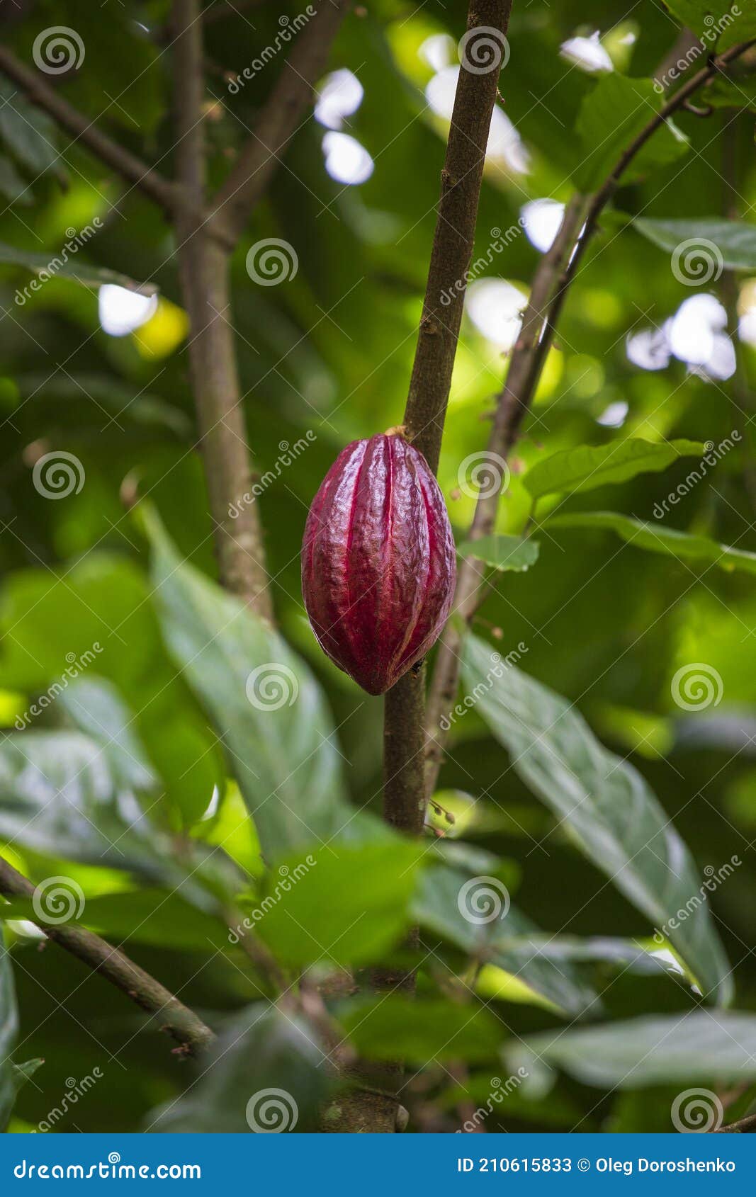 Red Cocoa Bean on the Tree in Indonesia Stock Image - Image of garden ...